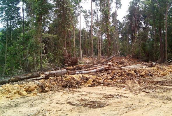 Logging activity in Ulu Tembeling threatens eco-tourism in national ...
