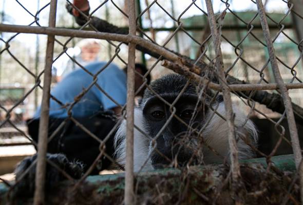 Vets on 'heartbreaking' rescue mission to Gaza zoo | Awani International