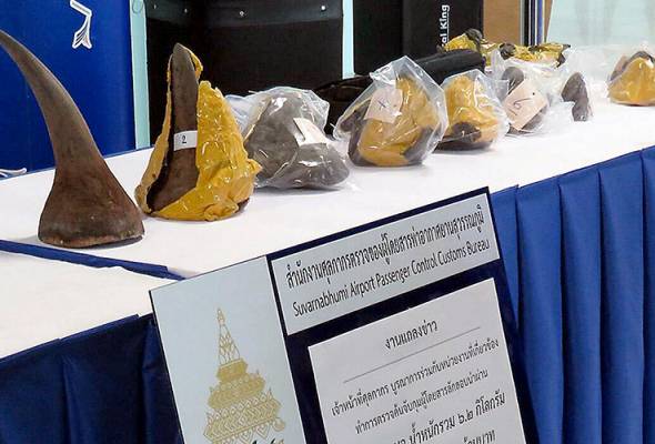 Thai Customs seize rhino horns worth 10 mln baht at Suvarnabhumi ...
