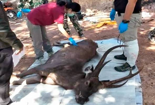 Rusa dengan 7kg plastik dalam perut ditemukan mati di Taman Negara ...