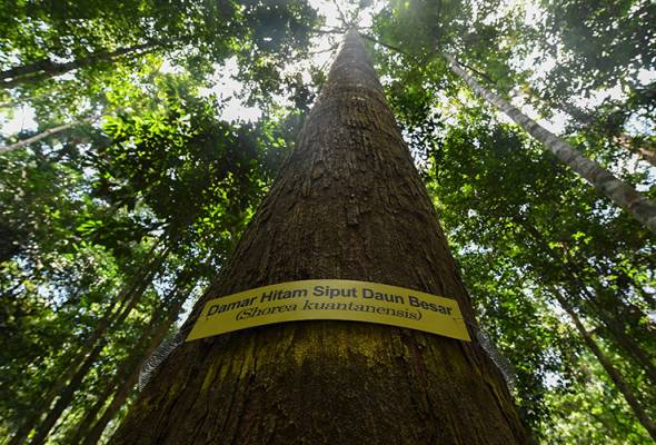 Setelah dilaporkan pupus, pokok Damar Hitam Siput Daun Besar ditemukan ...