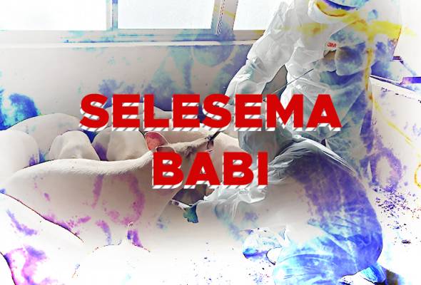 Virus selesema babi dikesan pada ternakan, tiada risiko jangkiti ...