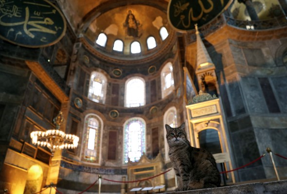 Gli the cat can stay even as Istanbul's Hagia Sophia changes | Awani ...
