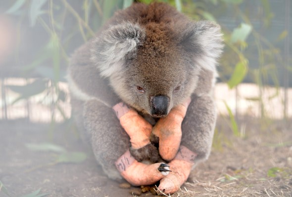 About three billion animals harmed in Australian bushfires, WWF says ...