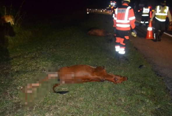 Sembilan lembu mati bergelimpangan dirempuh kenderaan di LPT2 | Awani