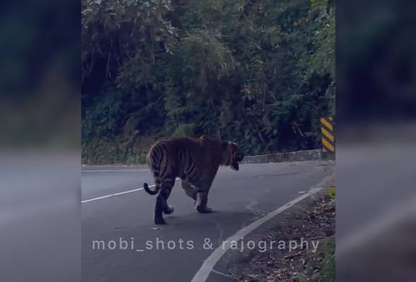 Perak Perhilitan probing sighting of tiger along Simpang Pulai-Cameron ...
