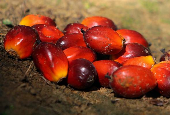 FGV jangka harga minyak sawit mentah diniagakan RM3,500 satu tan metrik ...