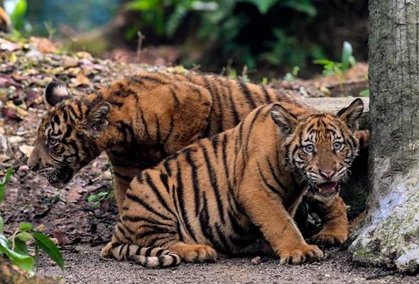 Perhilitan starts tiger breeding programme to increase population ...