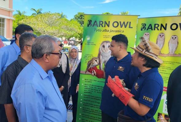 Burung pungguk jelapang hindari tikus perosak di ladang pertanian, sub ...
