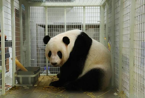 Kepulangan Yi Yi, Sheng Yi ke China ditangisi penjaganya | Awani