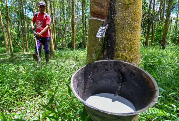 MSNR rapatkan jurang pendapatan pekebun dan peladang kecil - Fadillah ...
