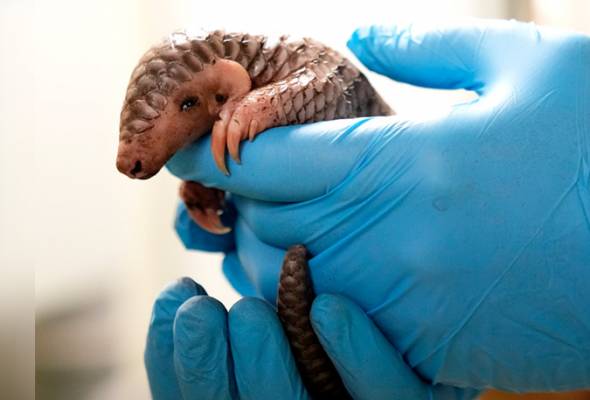 'Little Cone' jenguk dunia, jadi anak tenggiling pertama lahir di zoo ...