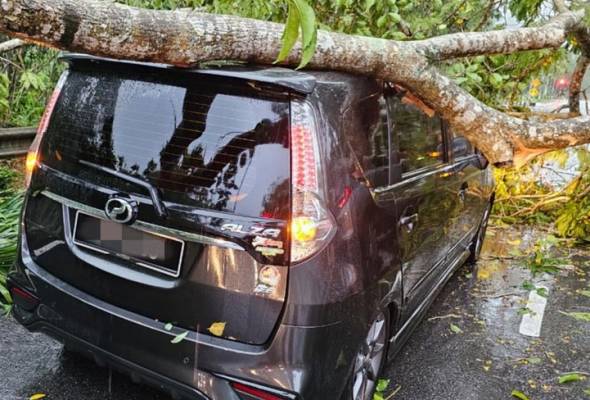 Lima individu nyaris maut pokok tumbang hempap kenderaan | Awani