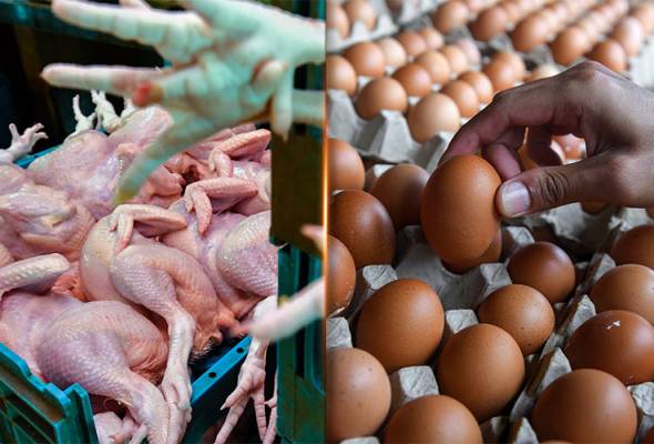 Price controls for eggs, chicken will be lifted to ensure sufficient ...