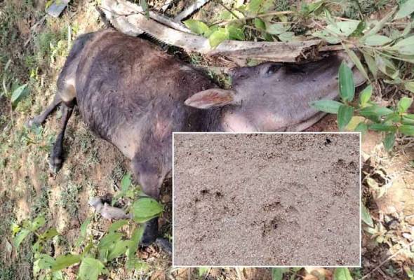 Enam ekor lembu mati dipercayai dibaham harimau belang | Awani
