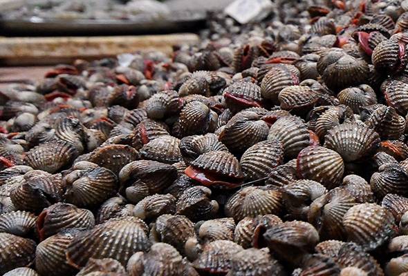 Perak pengeluar kerang-kerangan tertinggi tahun lepas - Exco | Awani