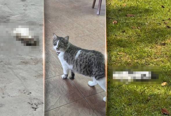 Kematian kucing di UM: Dr Wan Azizah gesa siasatan menyeluruh | Awani