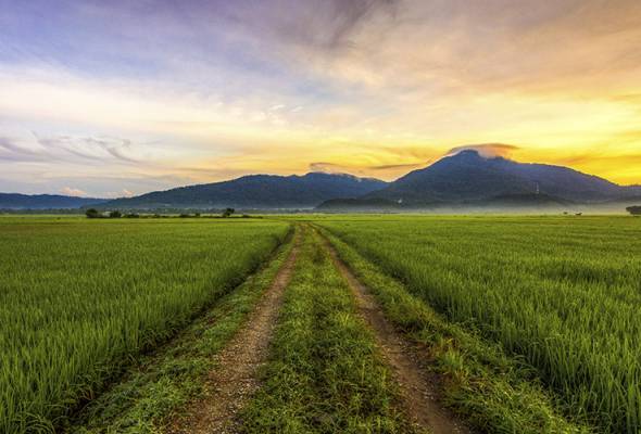 Move to cultivate paddy using underground water aimed at tackling ...