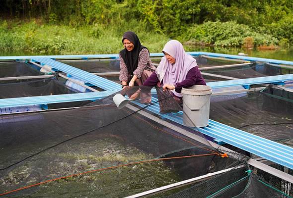 Sejati Madani: Projek ikan keli sangkar berjaya ubah status pendapatan ...