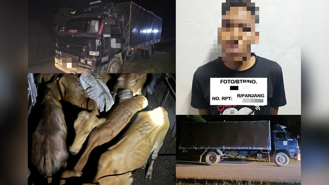 PGA tumpas cubaan seludup lembu di Pasir Mas | Awani