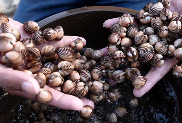 Pengeluaran kerang negara meningkat kepada hampir 16,200 tan pada 2024 ...