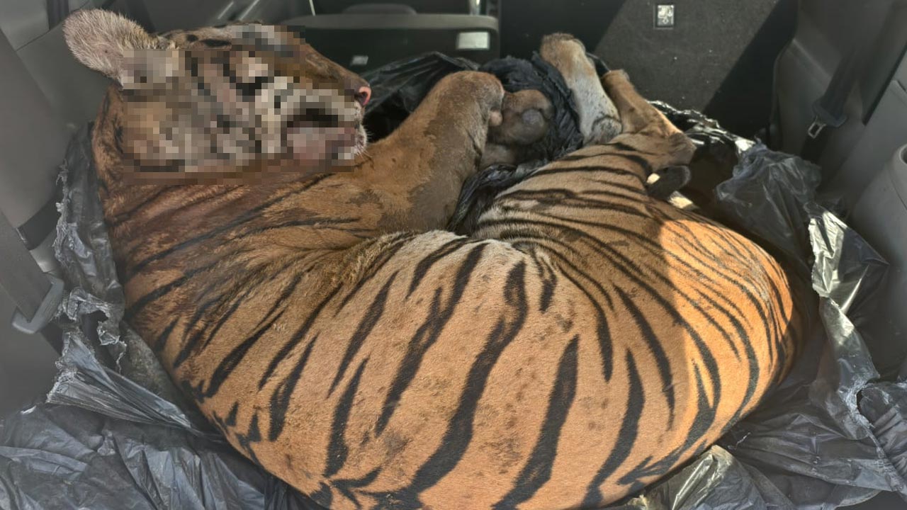 Cubaan sembunyi harimau belang mati di Mersing gagal, tiga lelaki ...