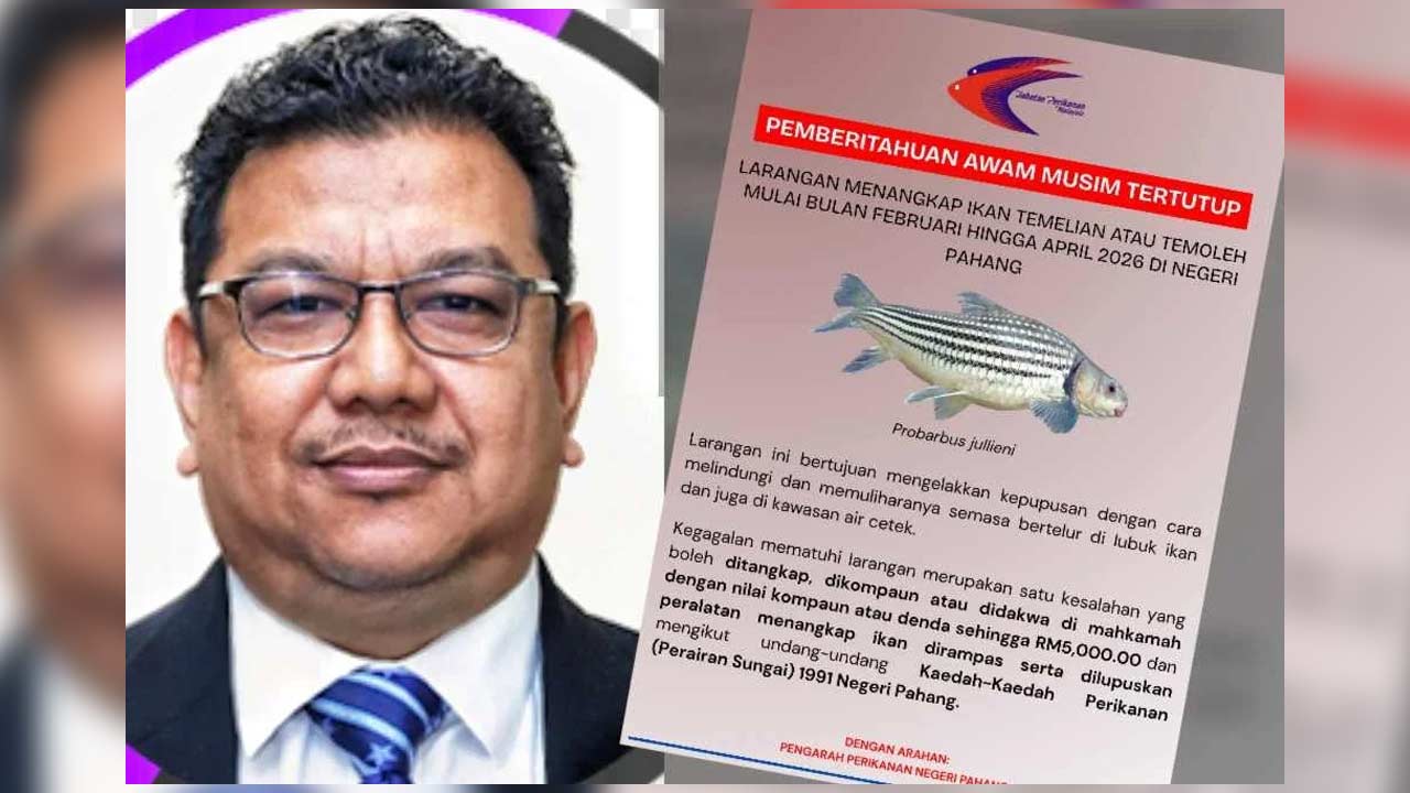 Ikan Temoleh kekal dilindungi, tiada kes dalam tempoh 10 tahun | Awani