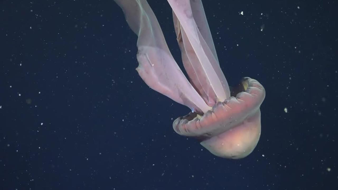 Obor-obor hantu gergasi ditemui terapung di laut berhampiran Argentina ...