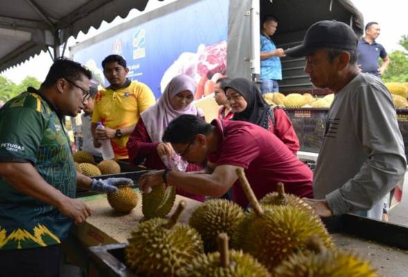 Durian klon tidak penuhi piawaian eksport jejas harga, cetus lambakan ...