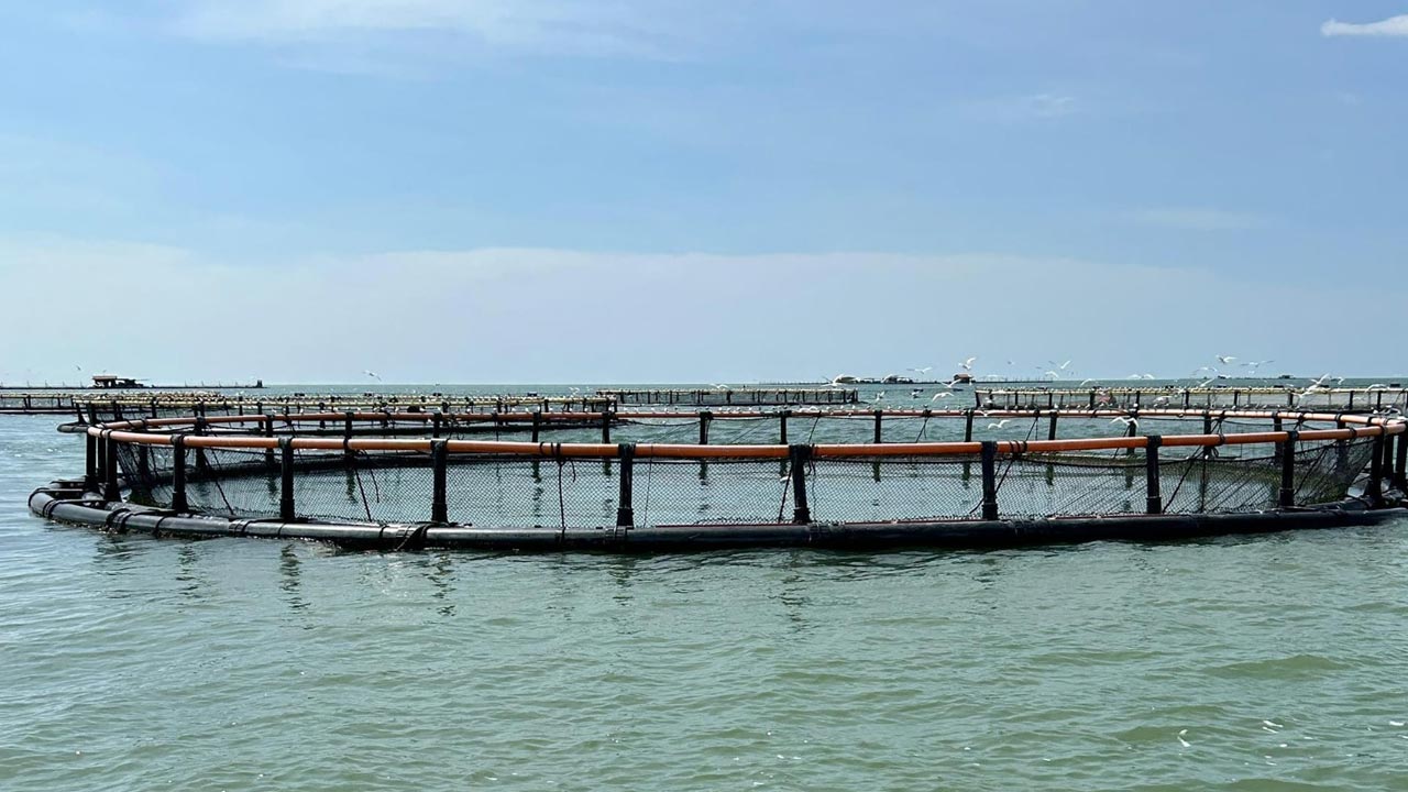 Pulau Pinang akan laksana projek perintis sangkar bulat marin ...