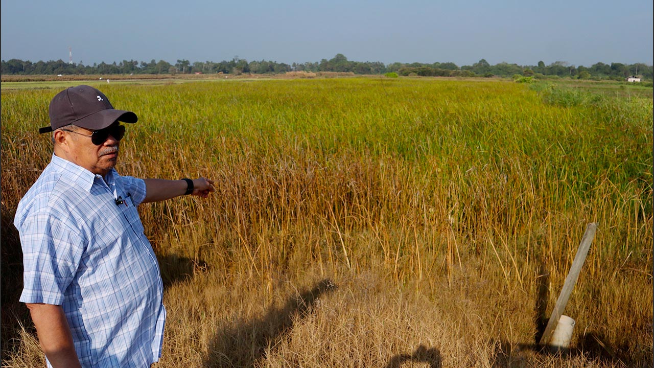Hilang lebih 20,000 hektar kawasan sawah padi di seluruh negara ...